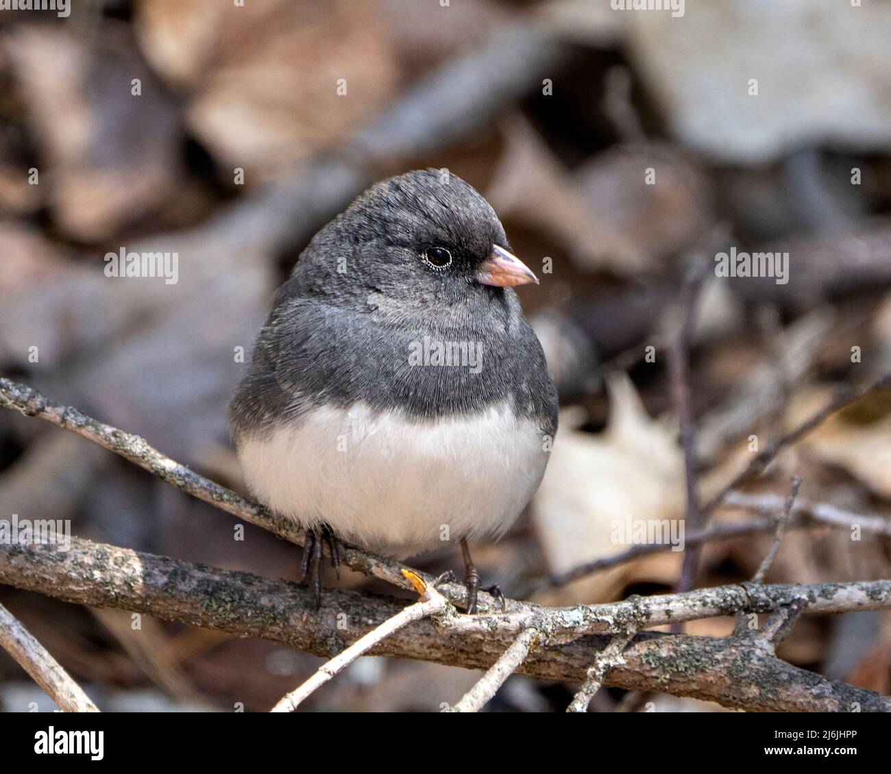 Junco bird perched on a branch displaying grey feather plumage, head ...