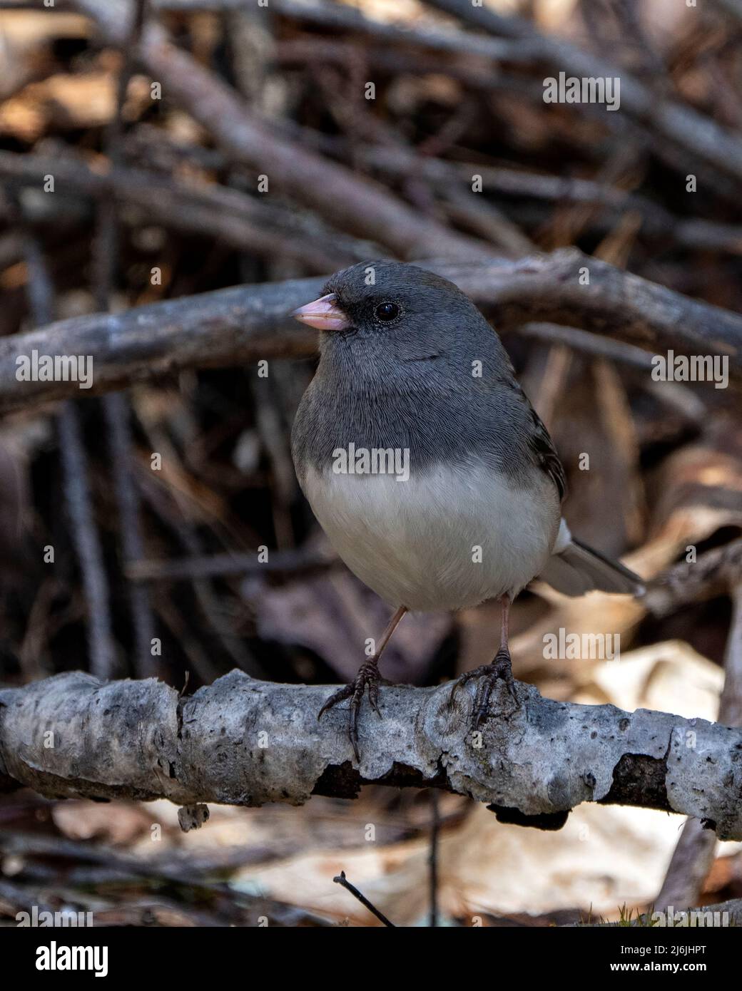 Junco bird perched on a branch displaying grey feather plumage, head ...