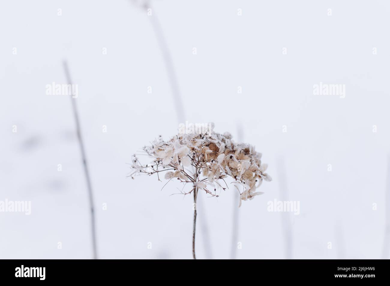 Seasonal cold nature background. Winter landscape details. Wild plants ...