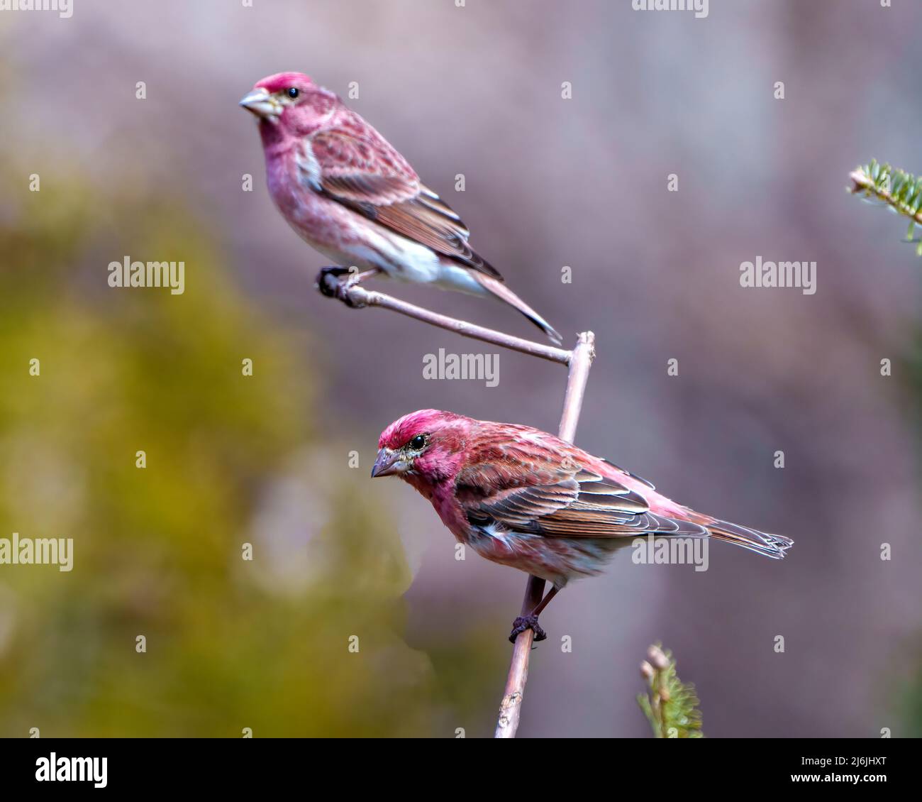 Finch birds close-up profile view, perched on a branch displaying red ...