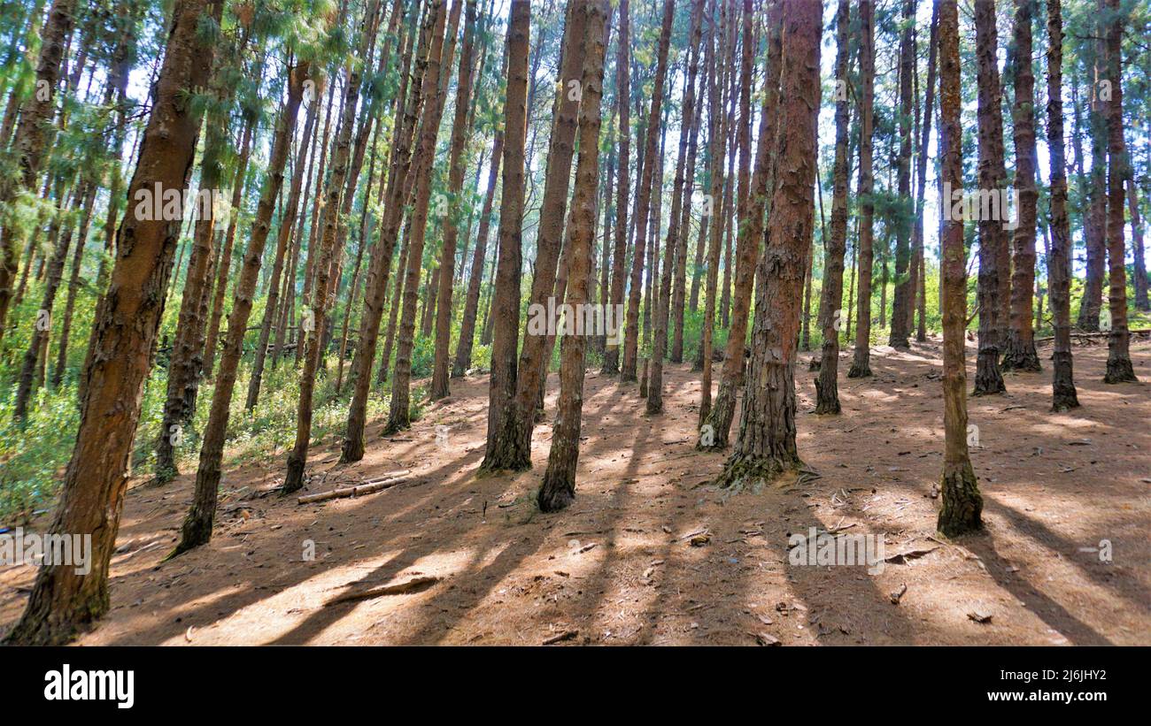 Amazing pine forest of Ooty, Tamilnadu, India. One of the must visit ...
