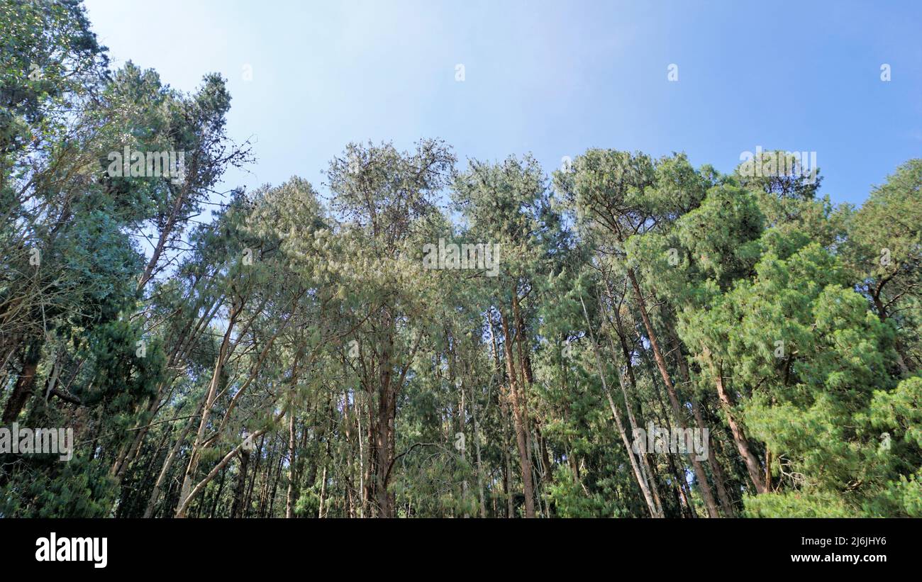 Eucalyptus tree forest ooty tamil hi-res stock photography and images ...