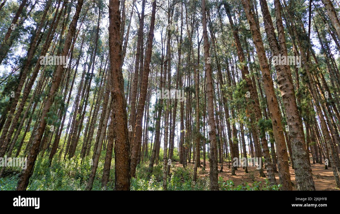 Amazing pine forest of Ooty, Tamilnadu, India. One of the must visit ...