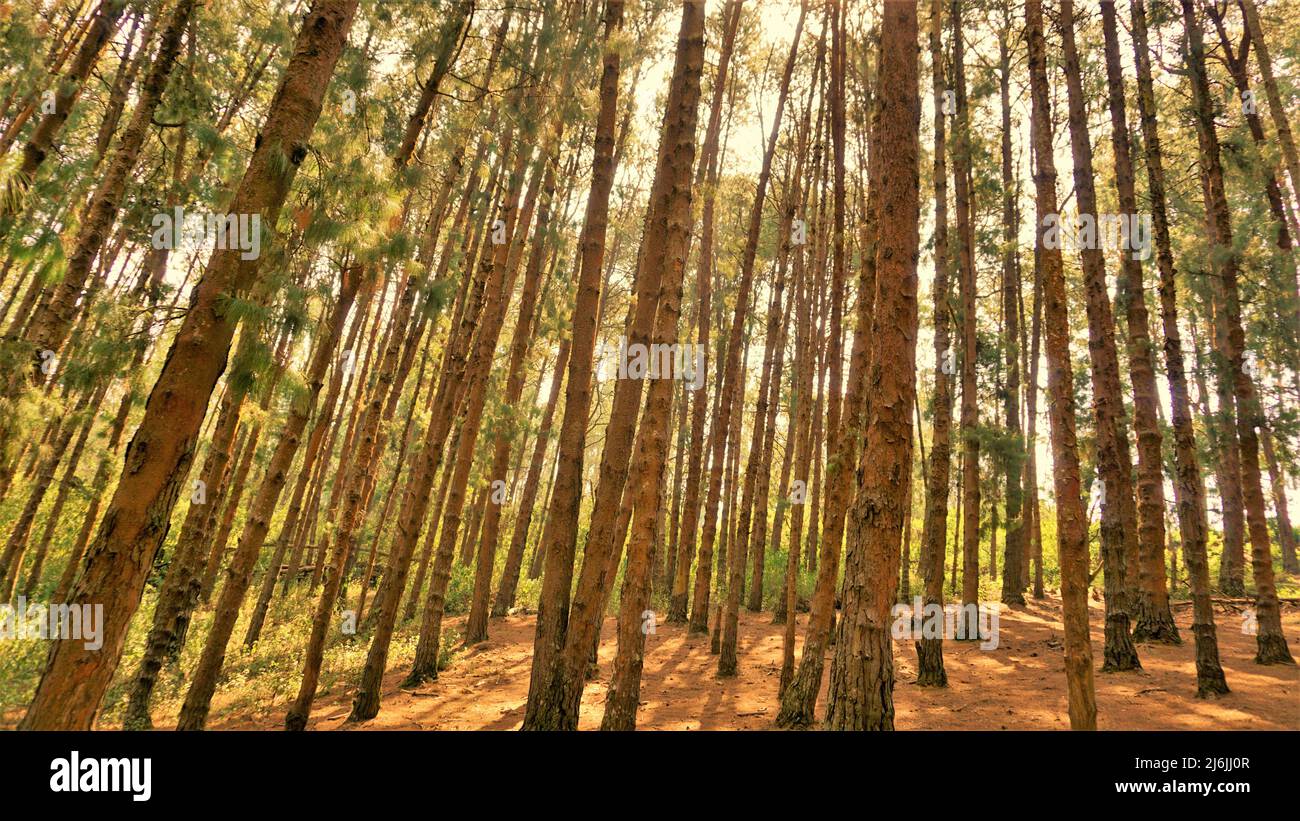 Amazing pine forest of Ooty, Tamilnadu, India. One of the must visit ...