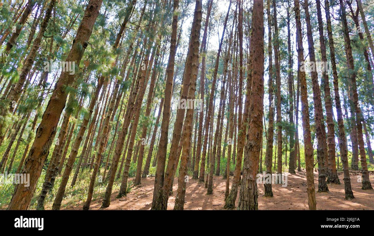 Amazing pine forest of Ooty, Tamilnadu, India. One of the must visit ...