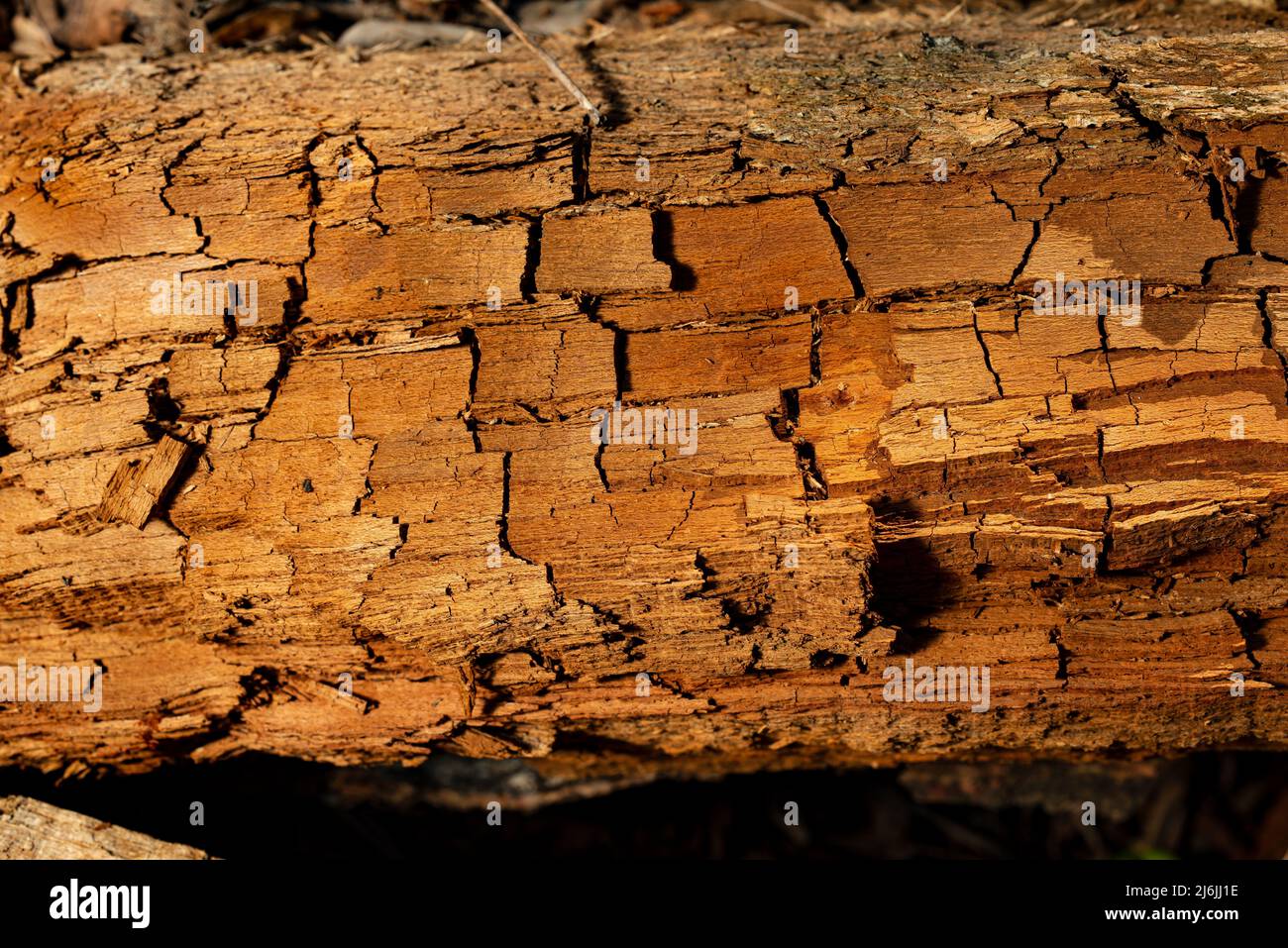 Old cracked tree stump. Old wood texture Stock Photo - Alamy