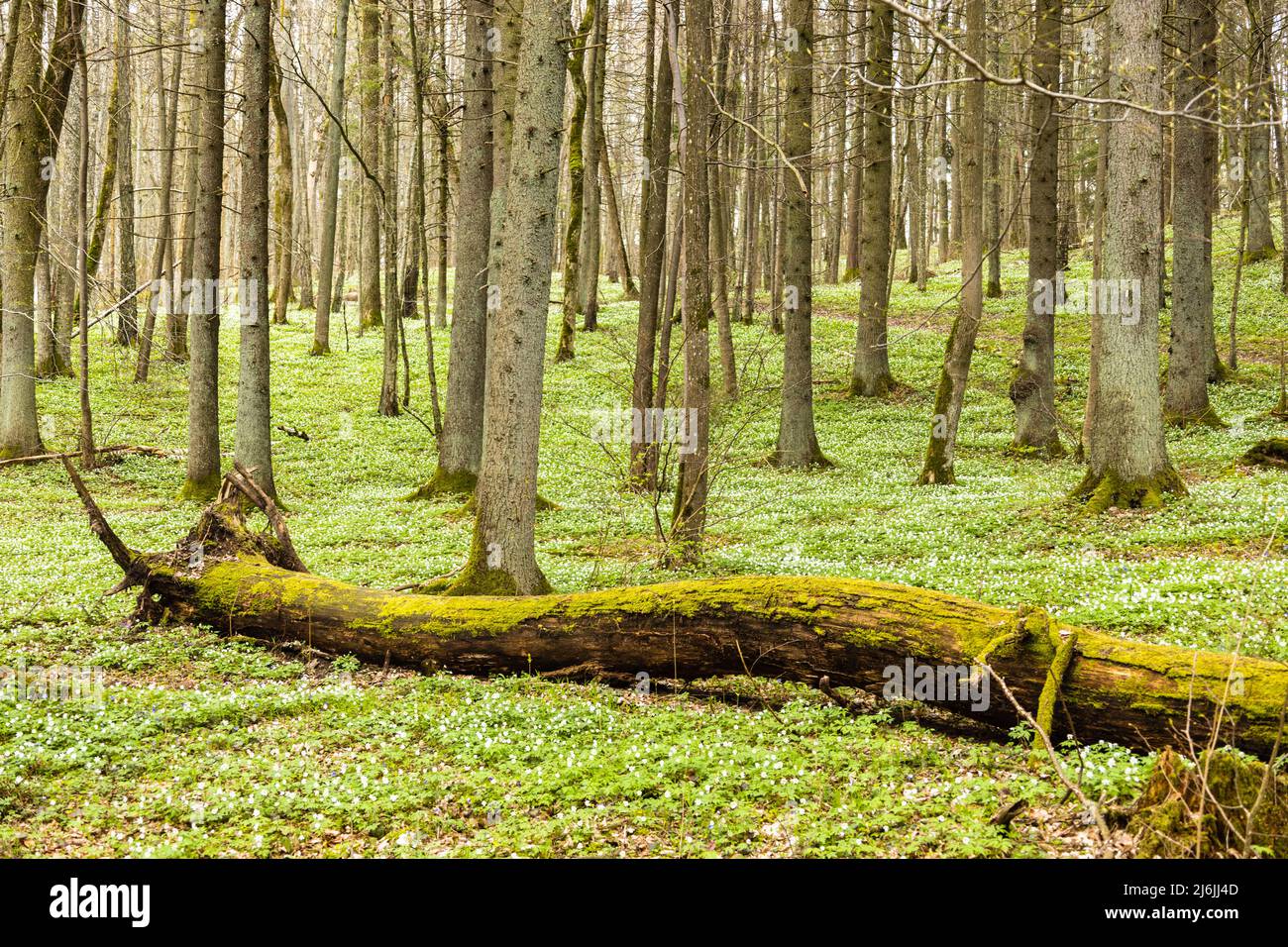 Spring forest landscape with white anemones blooming and a fallen tree ...