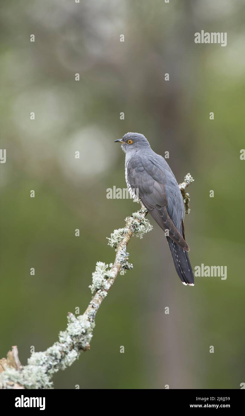 Common cuckoo (Cuculus canorus) perched on a dead branch Stock Photo ...