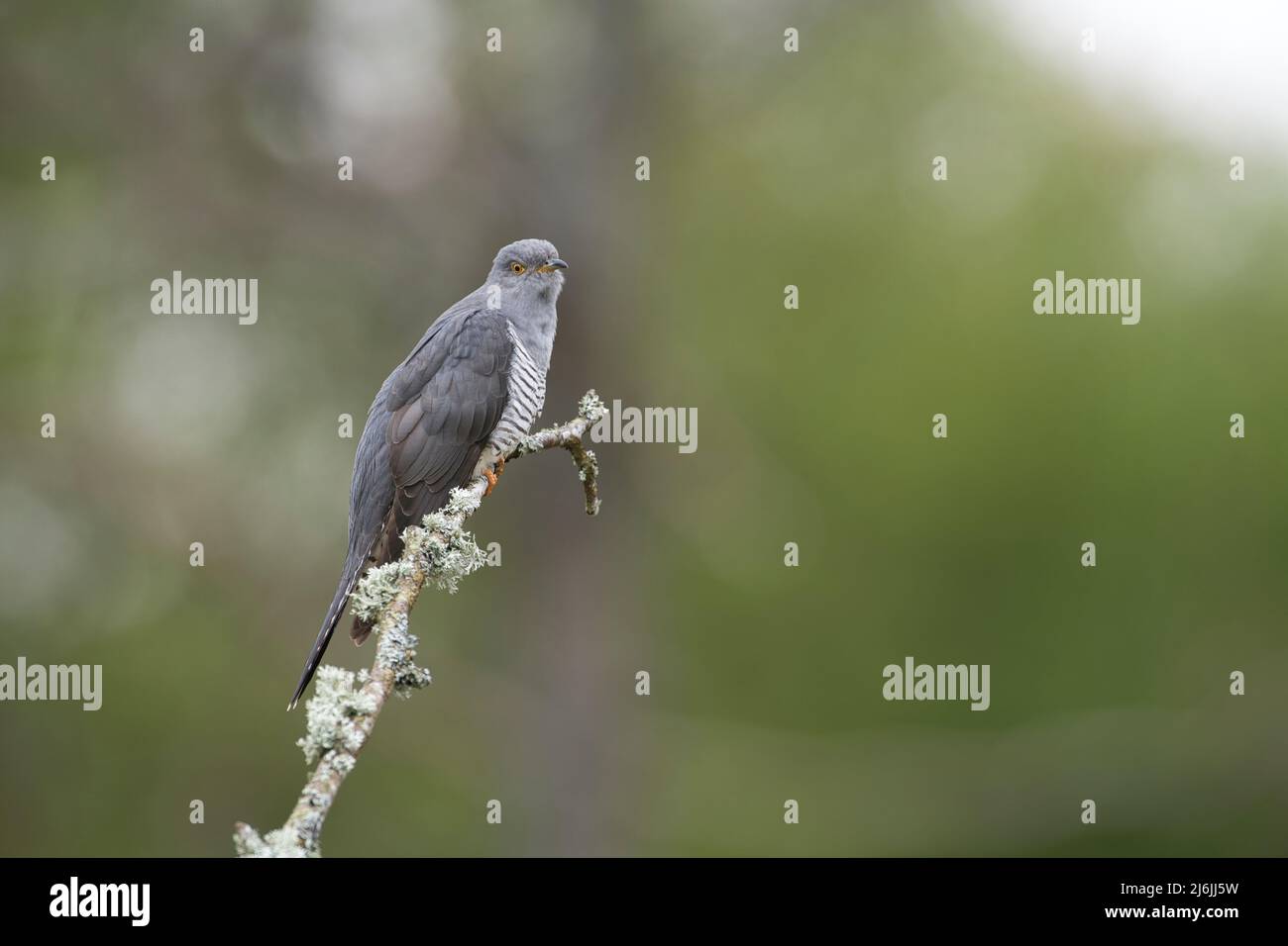 Common cuckoo (Cuculus canorus) perched on a dead branch Stock Photo ...