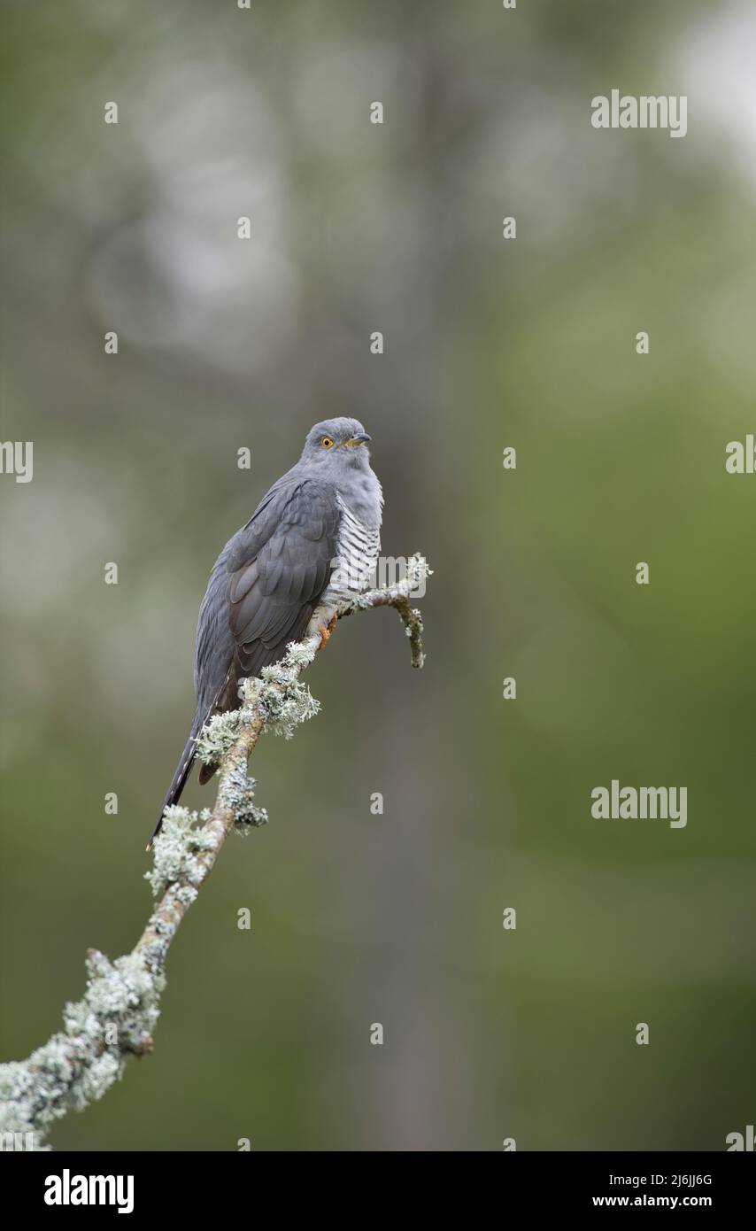 Common cuckoo (Cuculus canorus) perched on a dead branch Stock Photo ...
