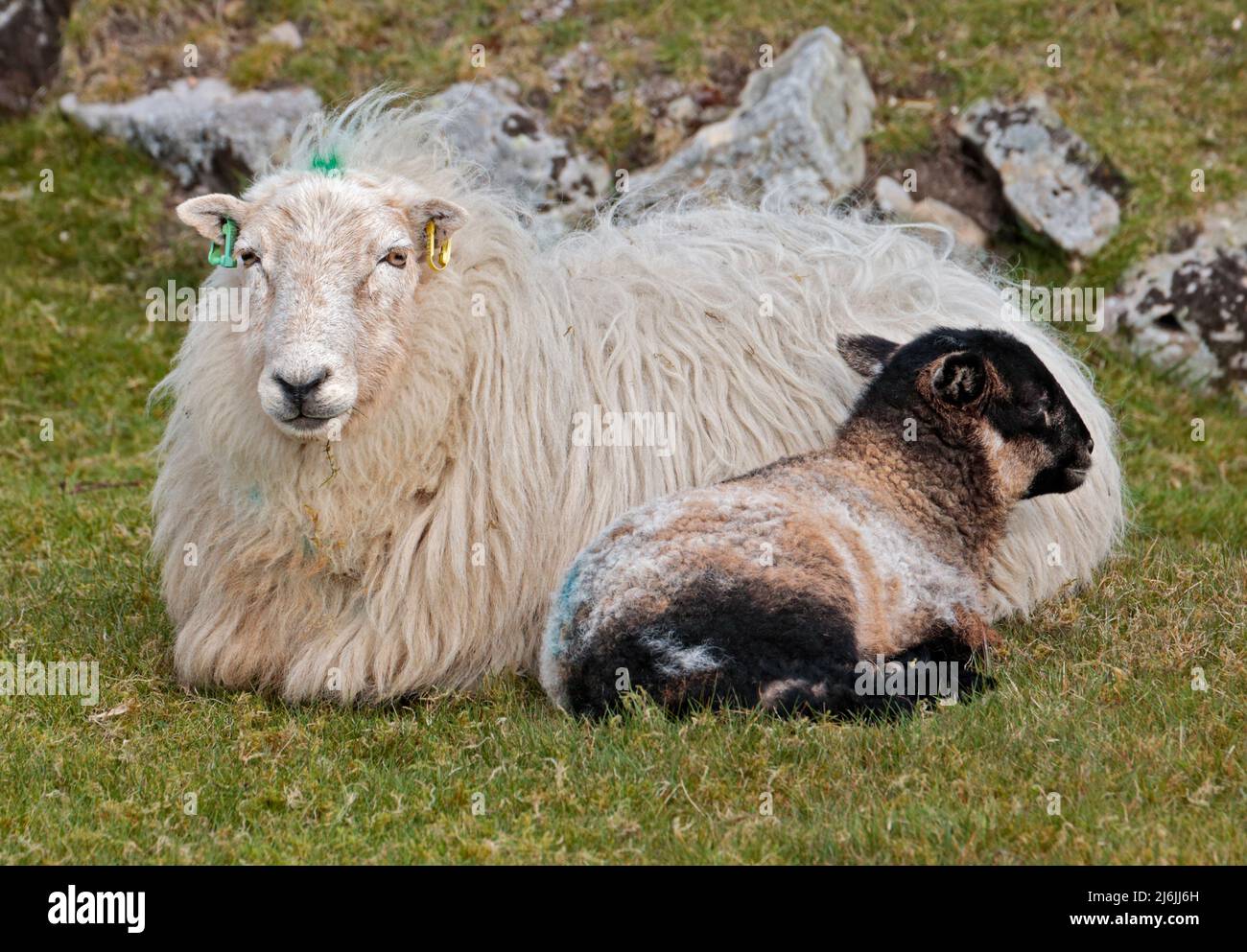 Ewe and Lamb, Minera, Wales Stock Photo - Alamy