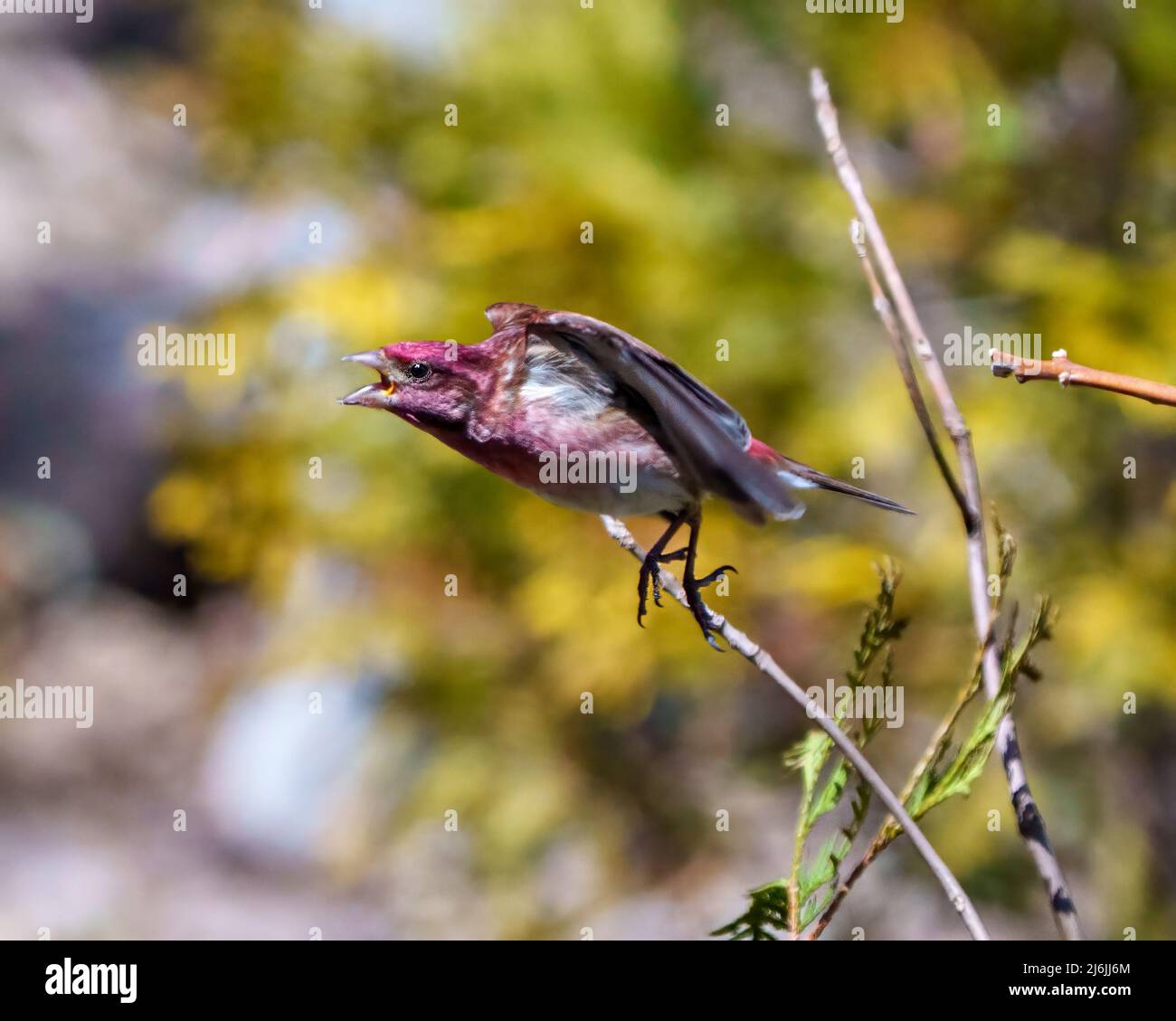 Finch male flying with its beautiful red colour spread wings with a ...