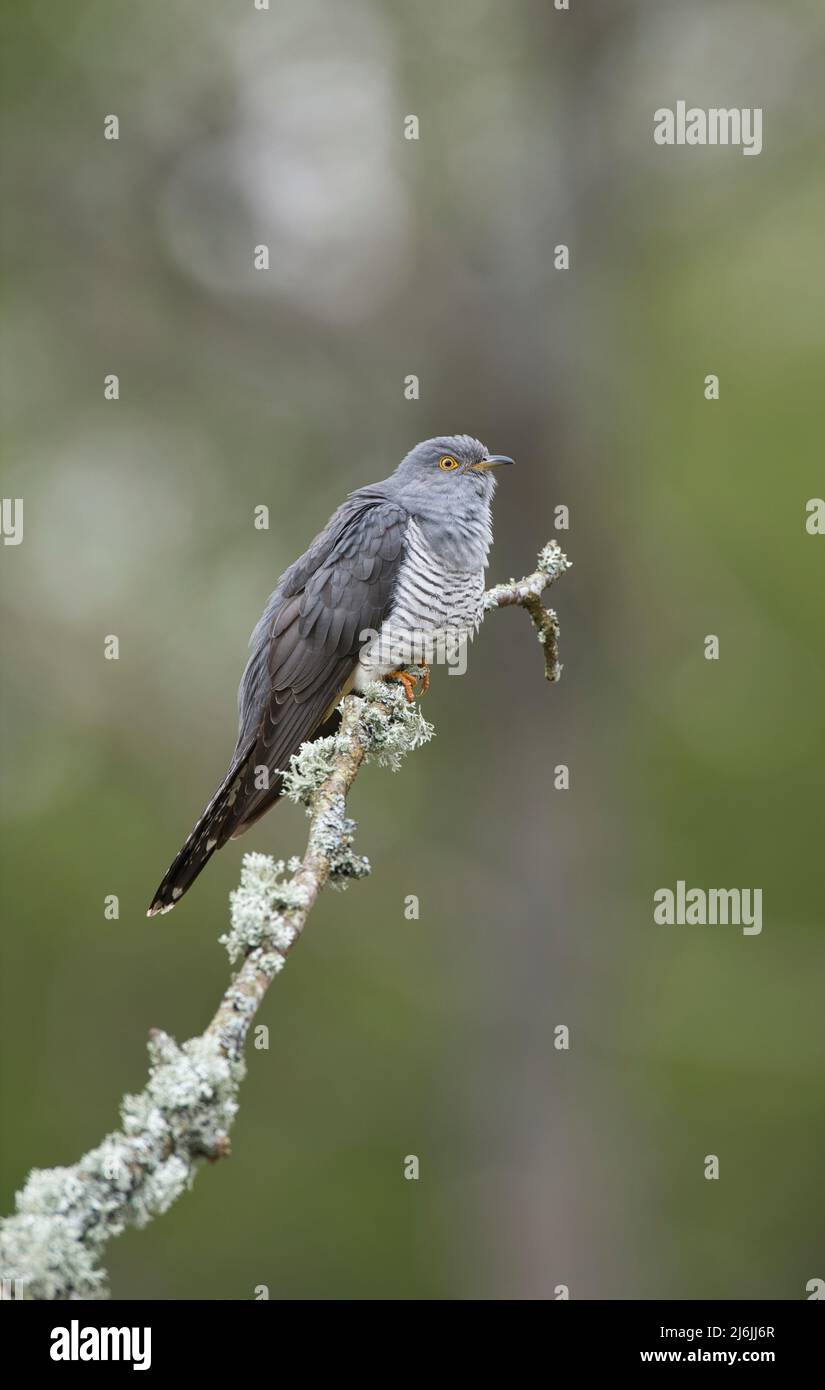 Cuckoo on branch hi-res stock photography and images - Alamy