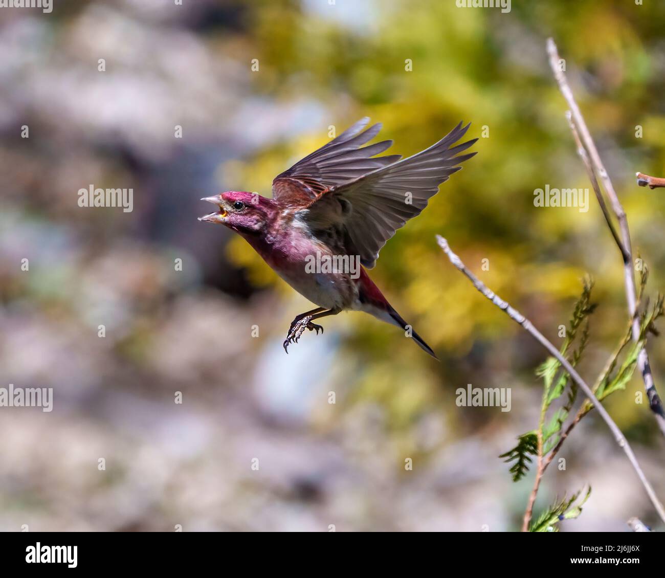 Finch male flying with its beautiful red colour spread wings with a ...
