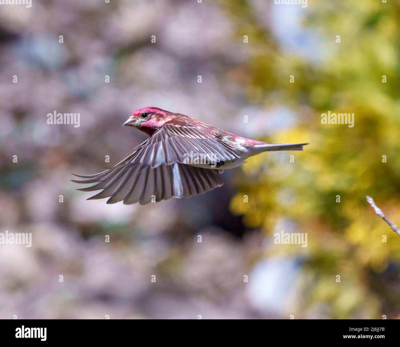Finch male flying with its beautiful red colour spread wings with a ...