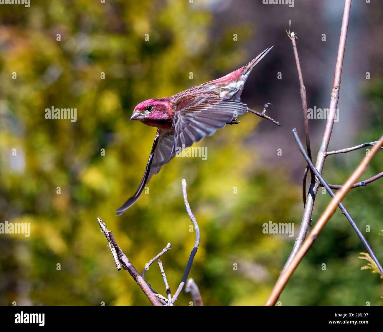 Finch male flying with its beautiful red colour spread wings with a ...