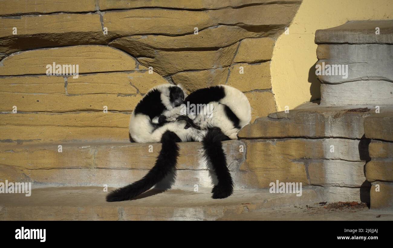 two black and white vari monkey playing on a rock. Lemurs vari have fun ...