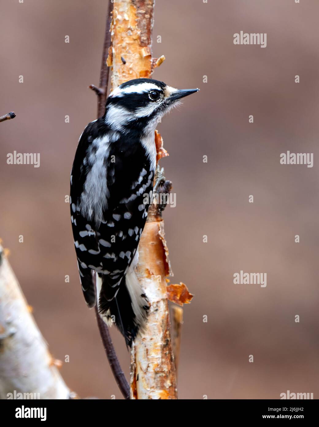 Woodpecker female close-up profile view perched on a tree branch with ...