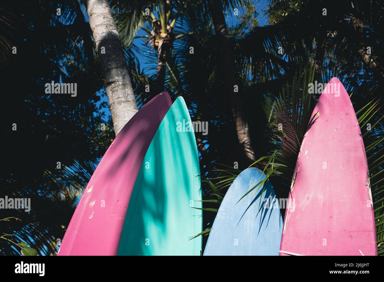 Surfboards in the palm trees in the Florida Keys Stock Photo - Alamy