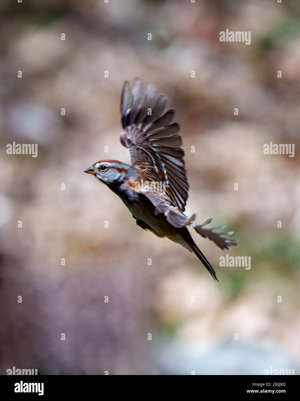 Sparrow female bird flying with its beautiful brown spread wings with a ...