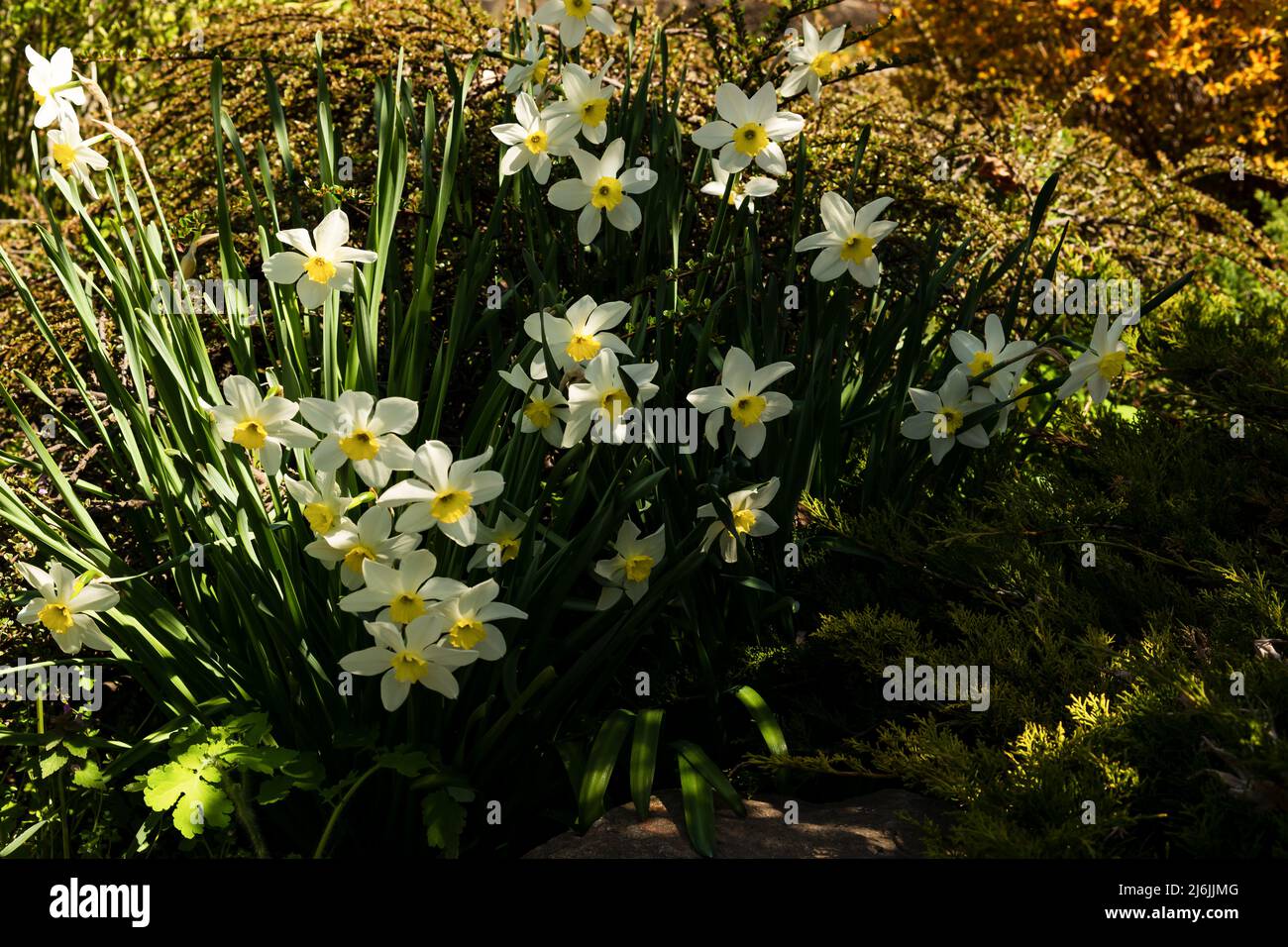 Daffodils of different types bloom in the spring in the garden ...