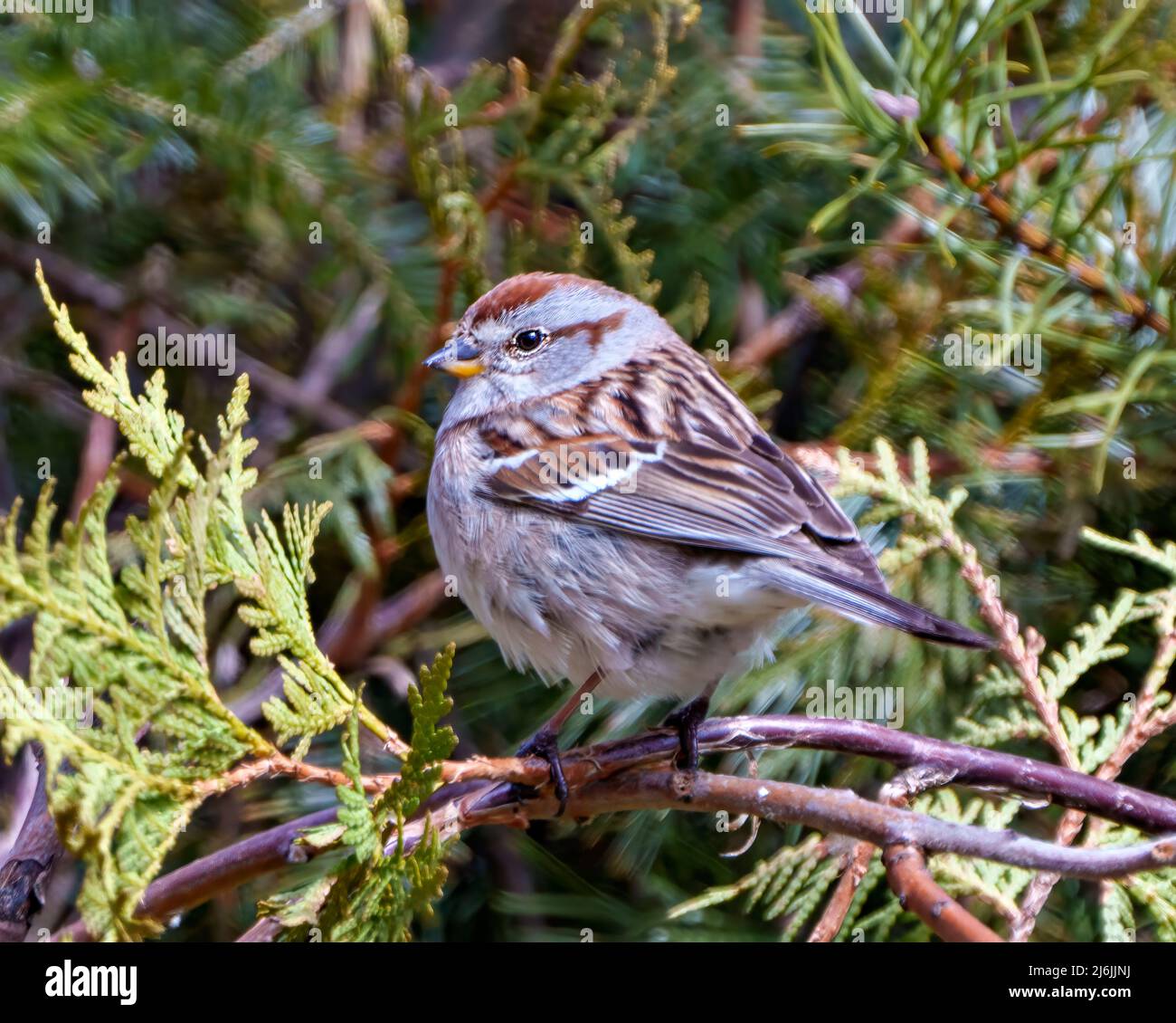 Sparrow amazing bird hi-res stock photography and images - Alamy