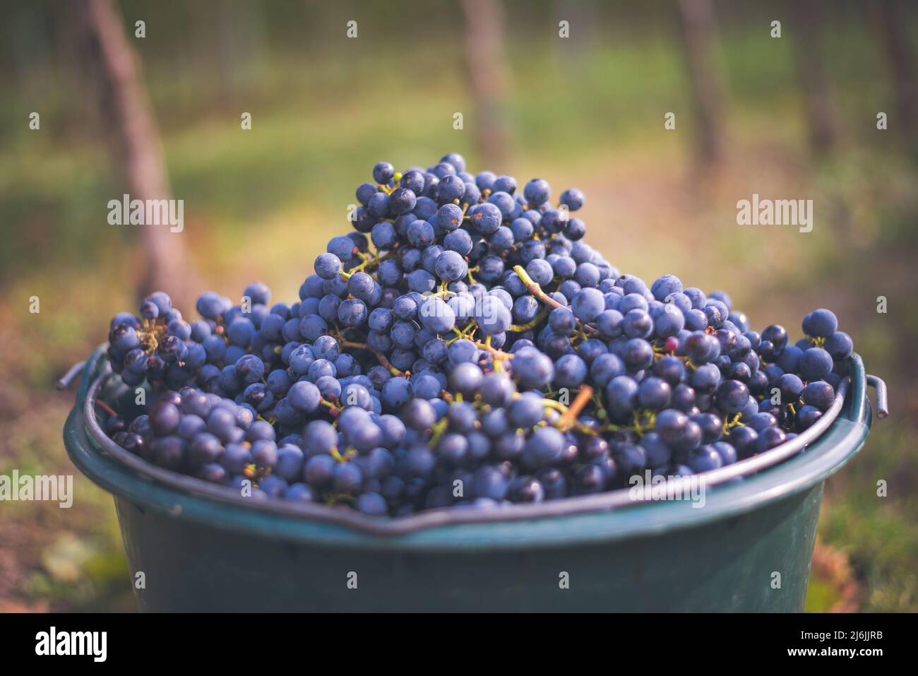 Bucket of grapes during the picking in the vineyard. The name of ...