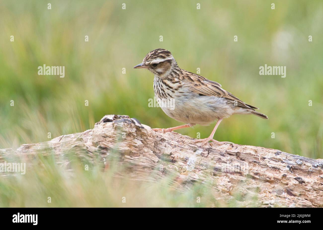 Decaying wood for wildlife hi-res stock photography and images - Alamy