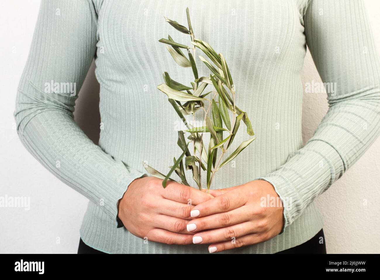 Woman hands holding a branch with olive leaves in front of her Stock ...