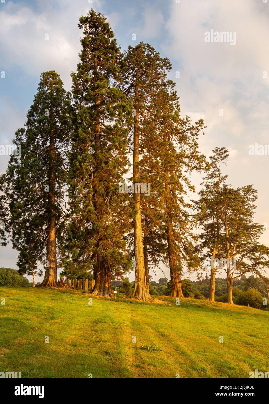 A collection of large old trees, at Escot, Devon, UK Stock Photo - Alamy