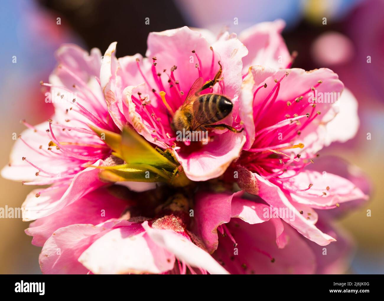 Honeybee on cherry blossoms hi-res stock photography and images - Alamy