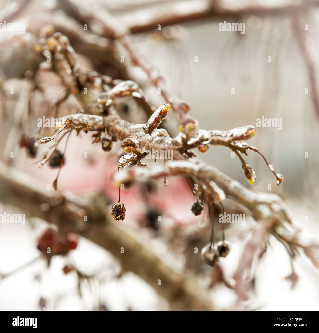 Frozen flora, taken at the height of the UK's 2018 blizzards Stock ...