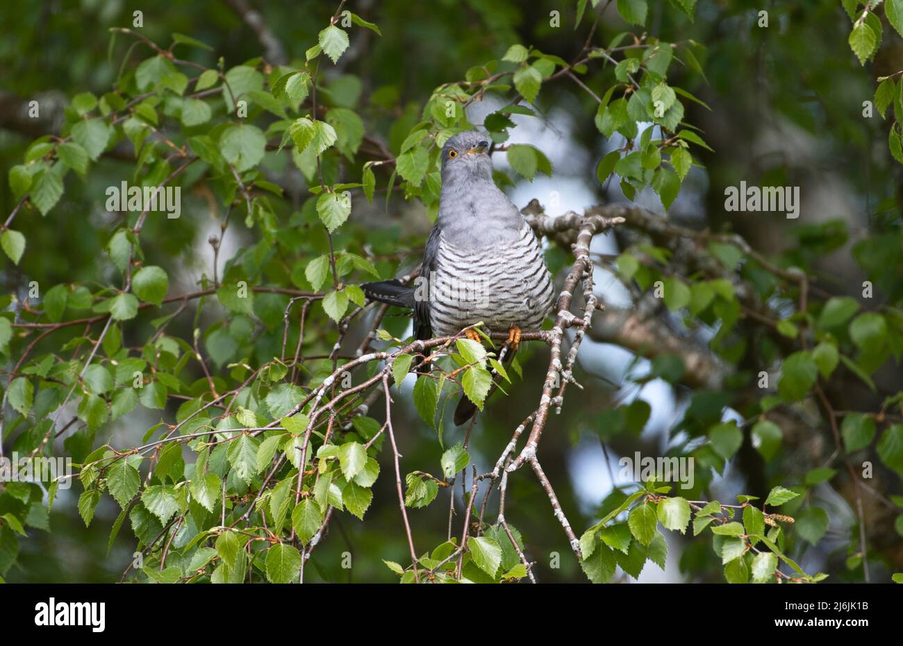 Common cuckoo (Cuculus canorus) perched in a tree in spring Stock Photo ...