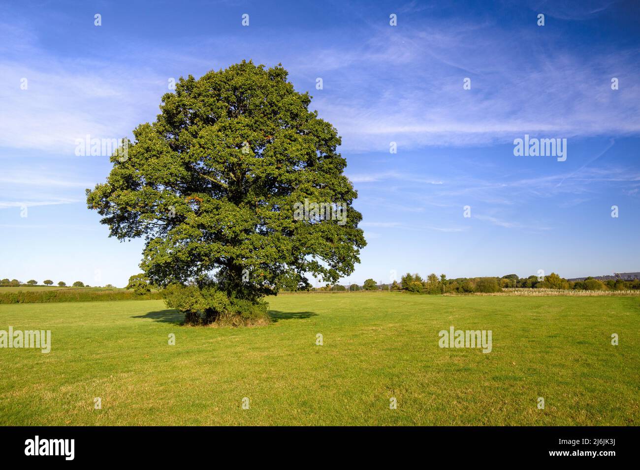 Lone tree in an empty field, on a summer's day Stock Photo - Alamy