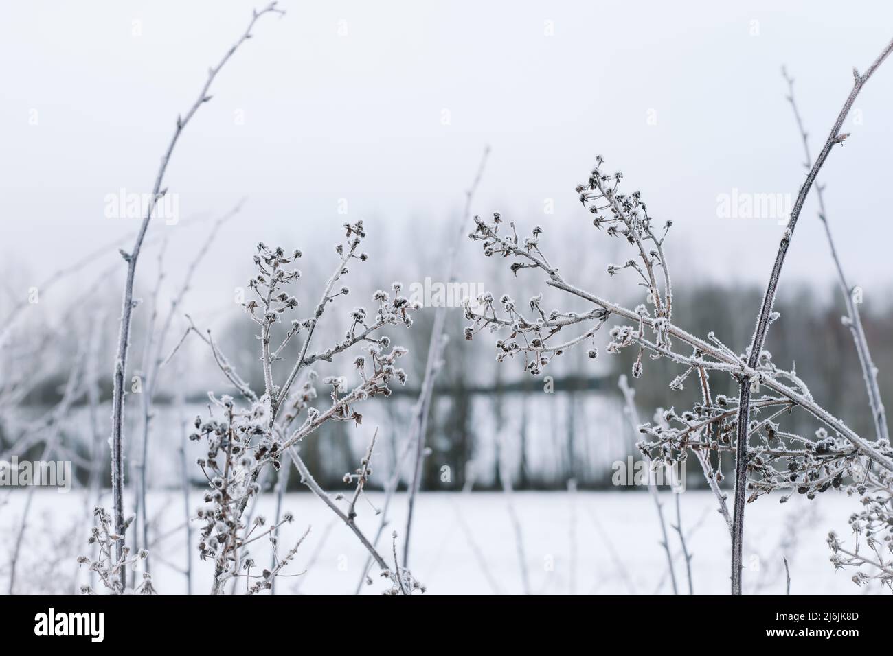 Dry branches of grass and flowers on a winter snowy field. Seasonal ...