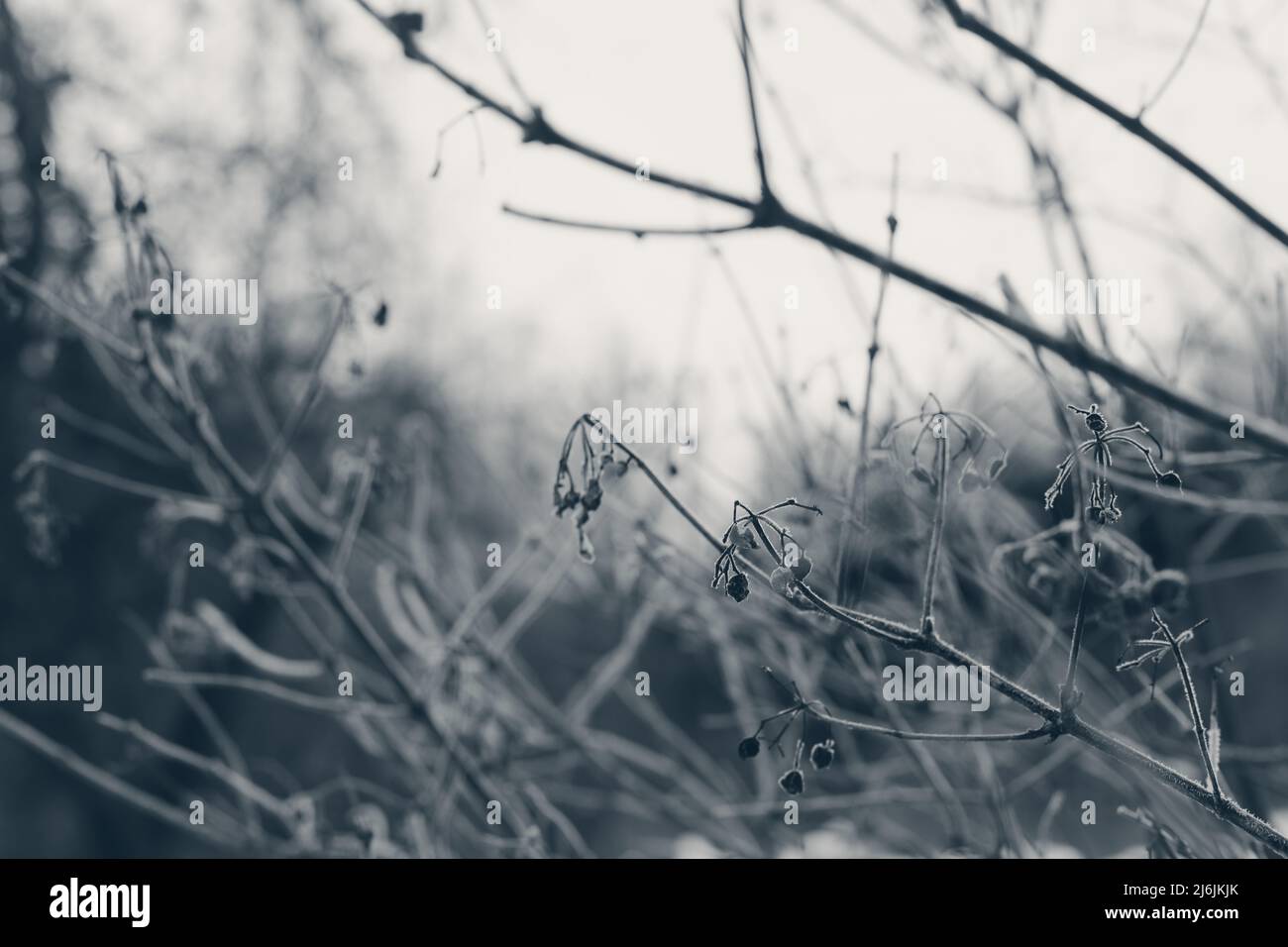 winter branches in the snow close-up Stock Photo - Alamy