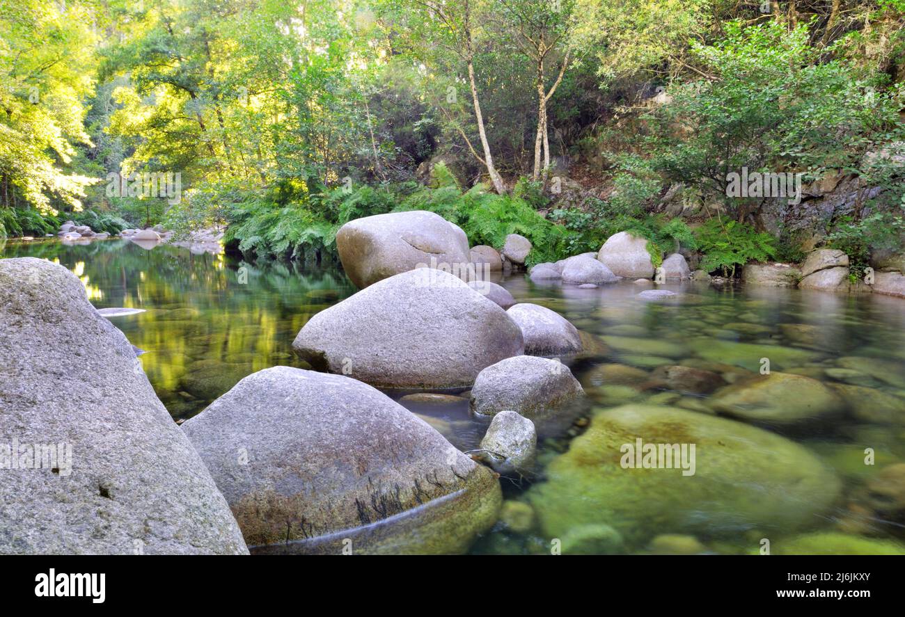 big rocks crossing a river in forest with clear water in Corsica Stock ...