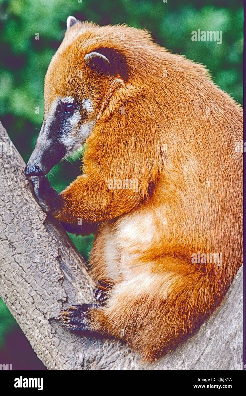 Ring-tailed Coati, (Nasua nasua,) from South America Stock Photo - Alamy