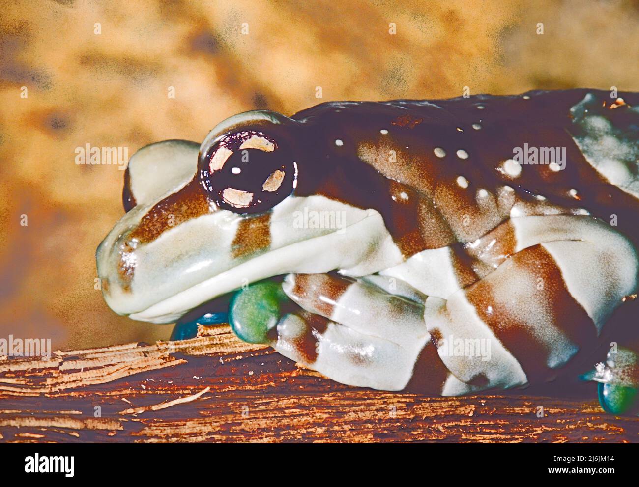 Mission Golden-eyed Tree Frog, (Trachycephalus resinifictrix. ) Also ...