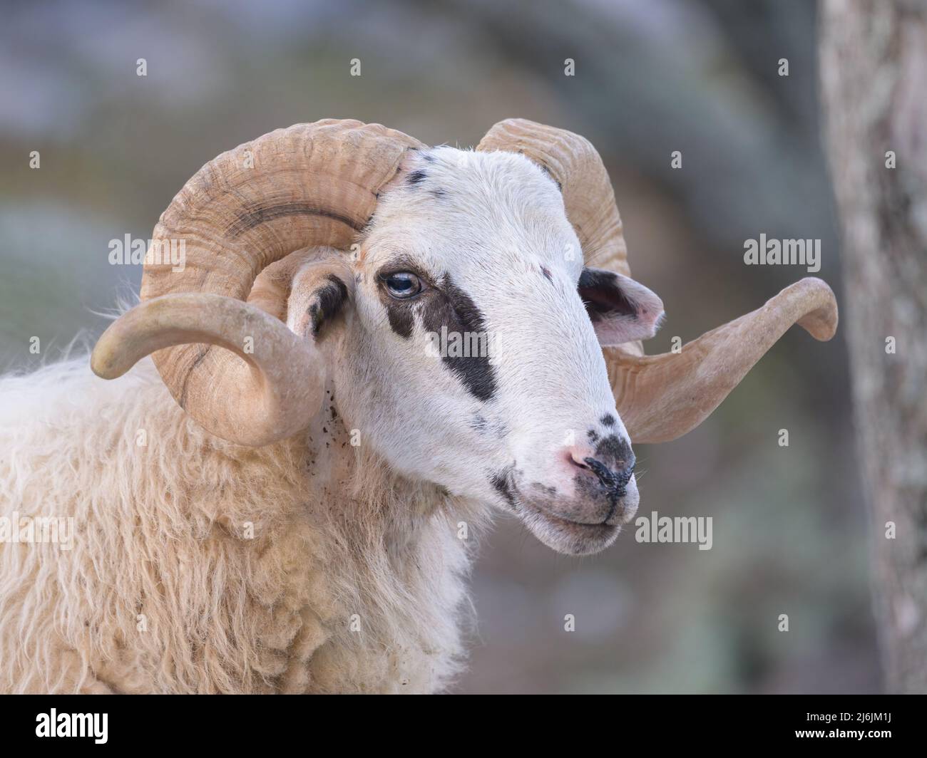 Portrait of a sheep in Croatia with beautiful horns at easter Stock ...