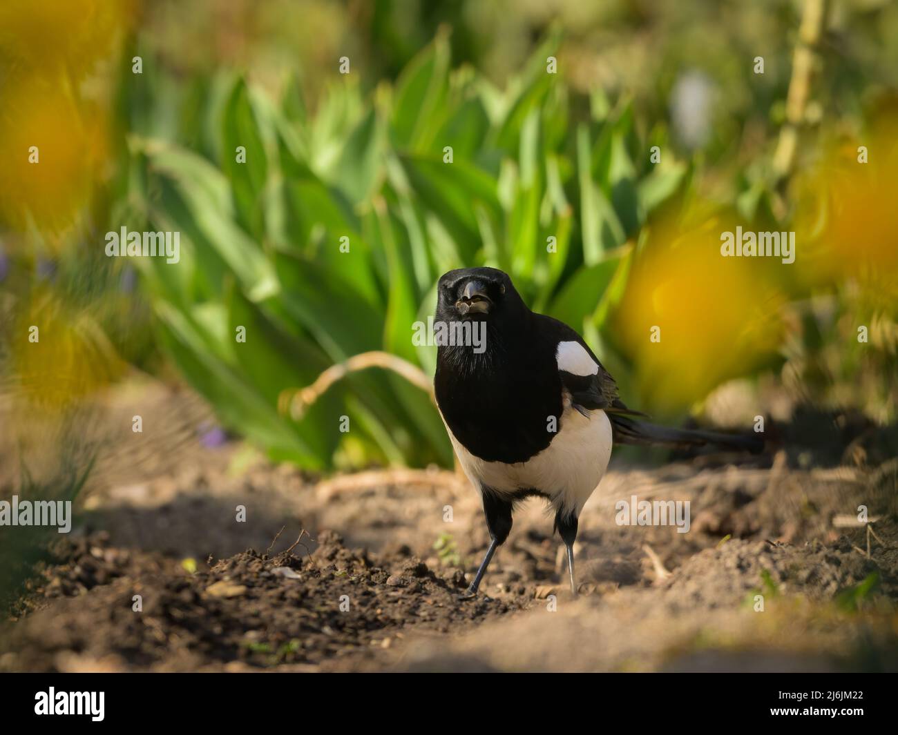 A common magpie (Pica pica) walking and searching for nesting material ...