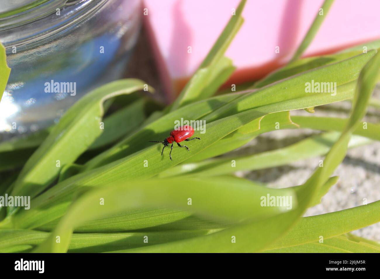 Spirit insect on a leaf hi-res stock photography and images - Alamy