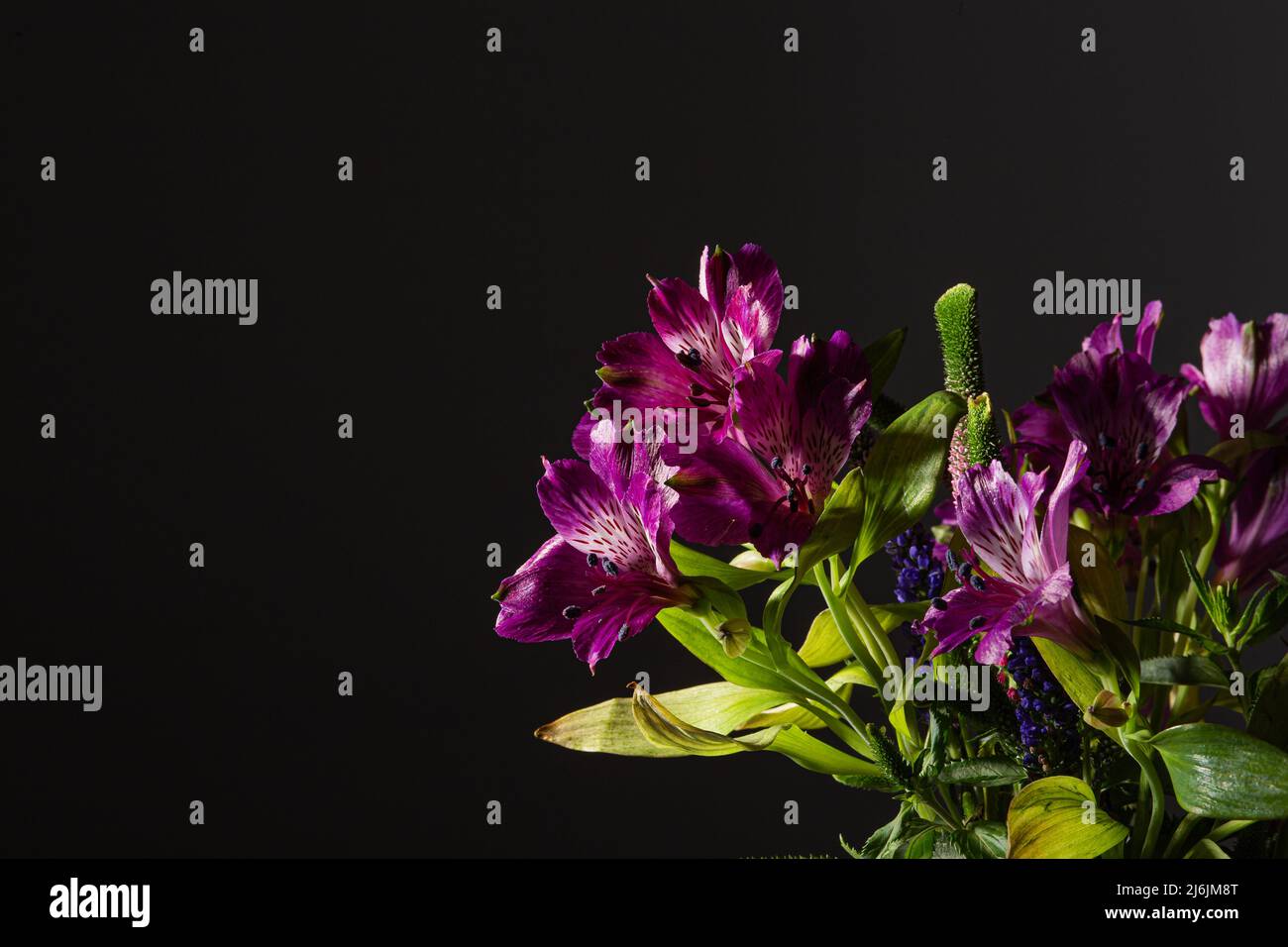 Purple flower bouquet in bloom with black pollen pistils close up still ...