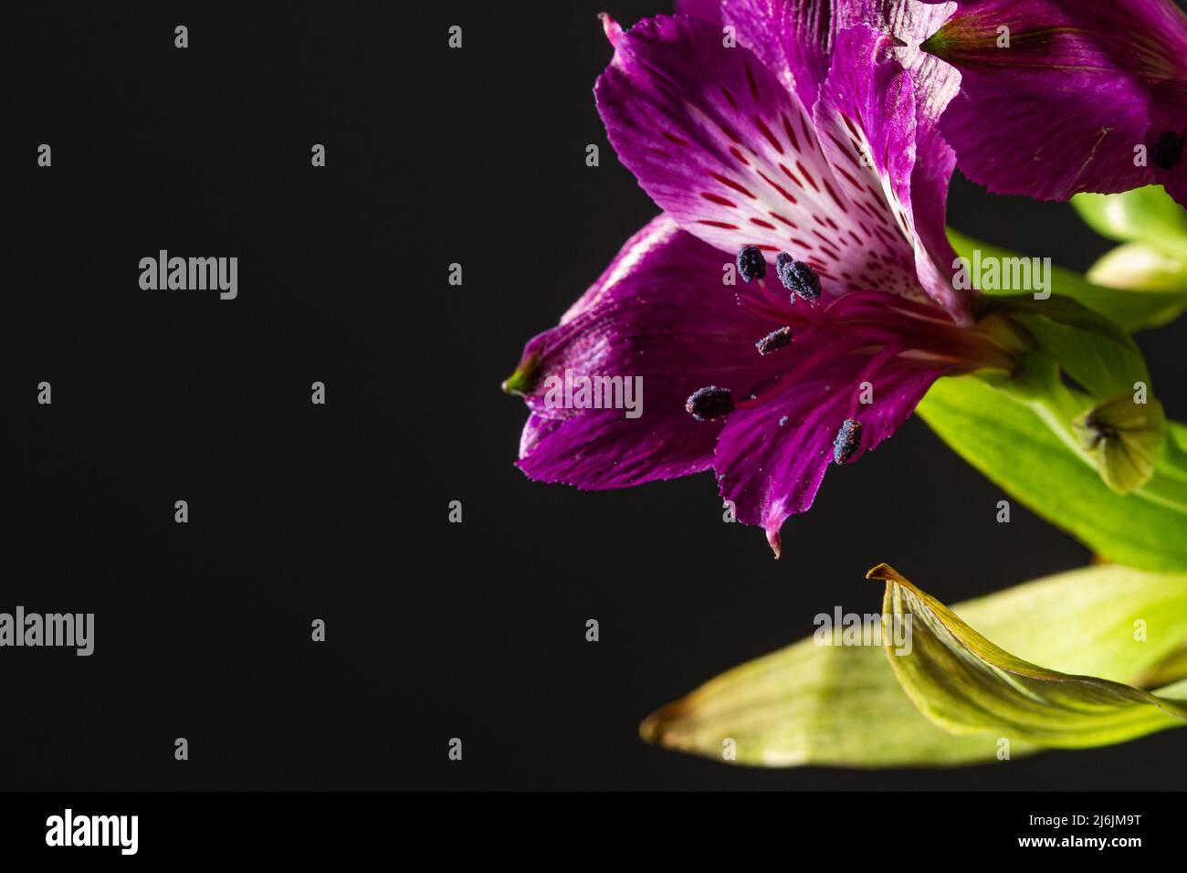Purple flower bouquet in bloom with black pollen pistils close up still ...
