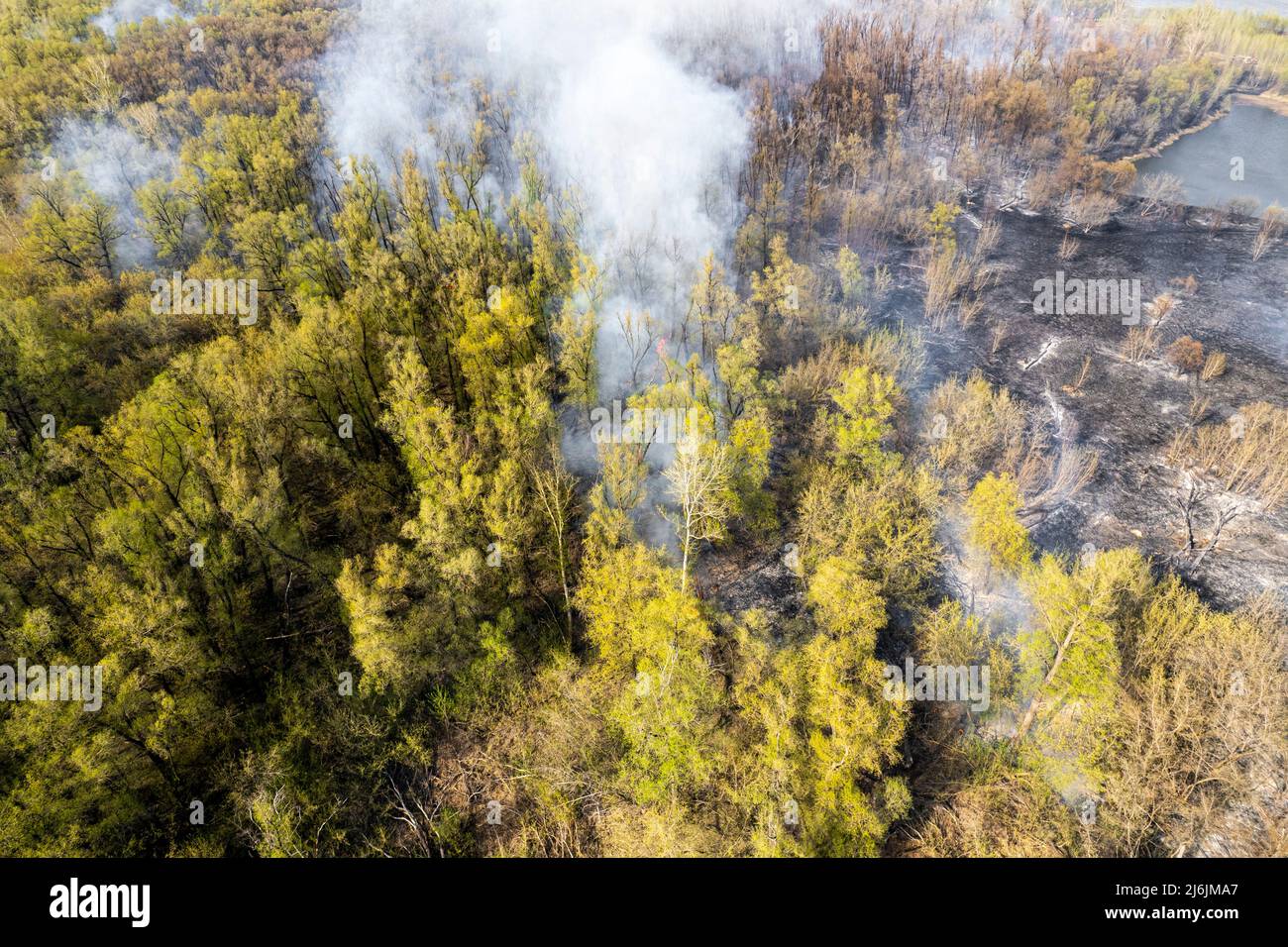 Burning forest top view. White smoke comes from coniferous trees. The ...