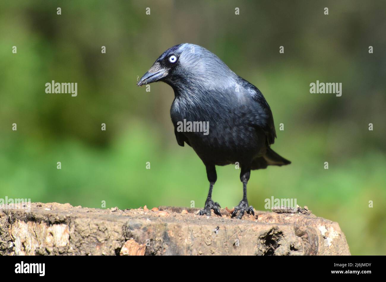 adult jackdaw in breeding condition in spring Stock Photo - Alamy