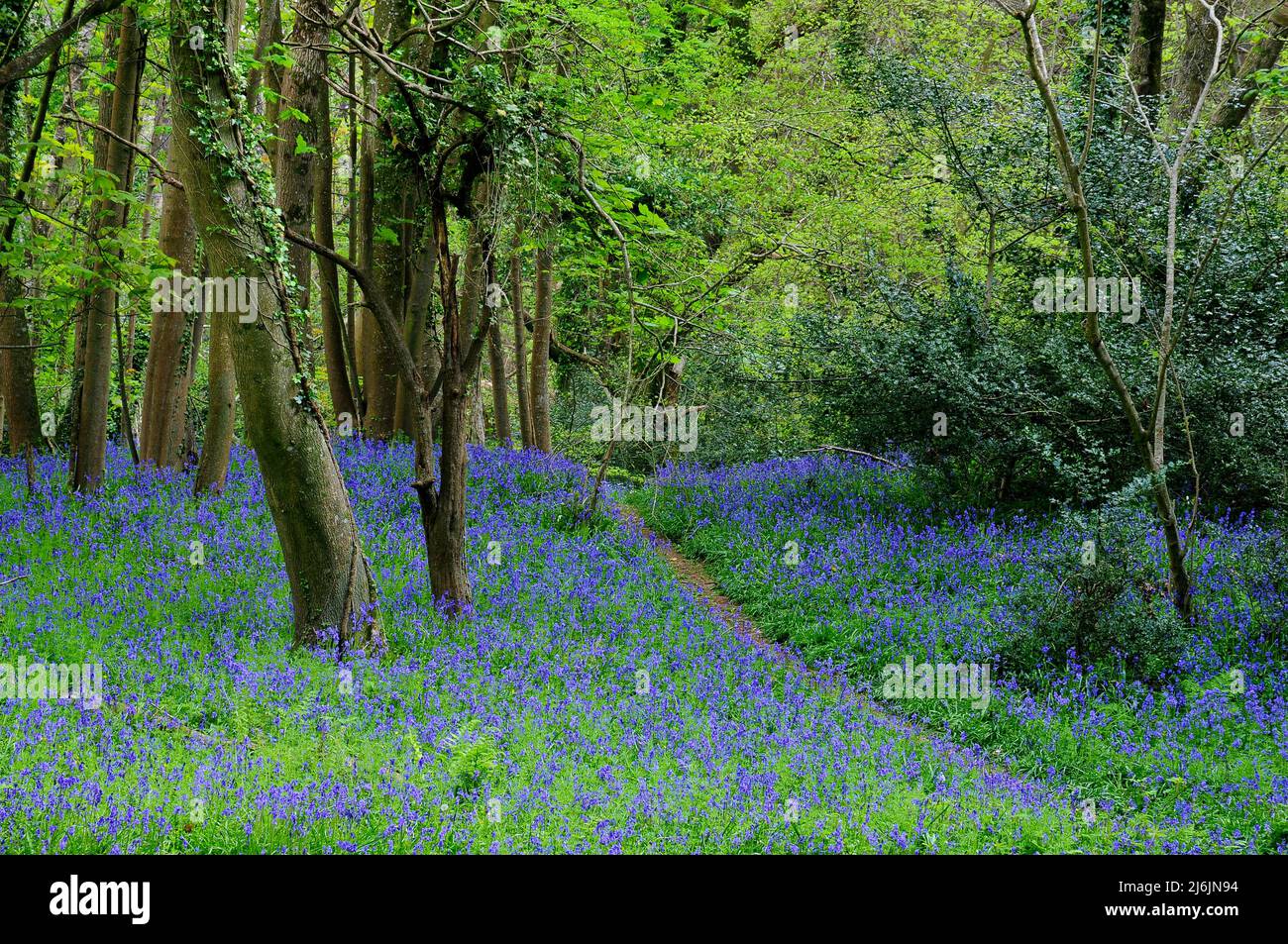 Colin varndell bluebells hi-res stock photography and images - Alamy