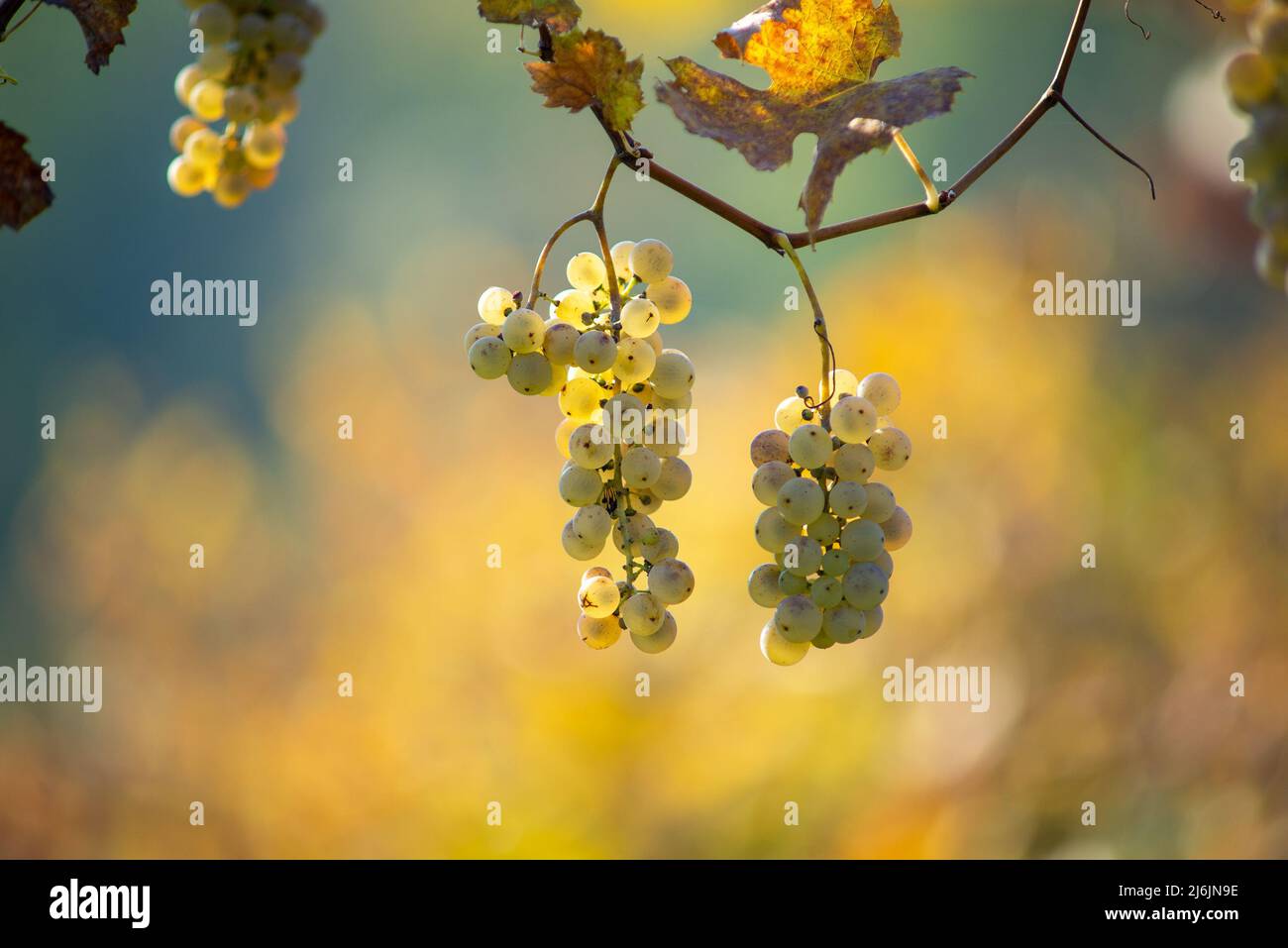 Rich grape harvest. Green Riesling grapes on the vine ready for harvest ...