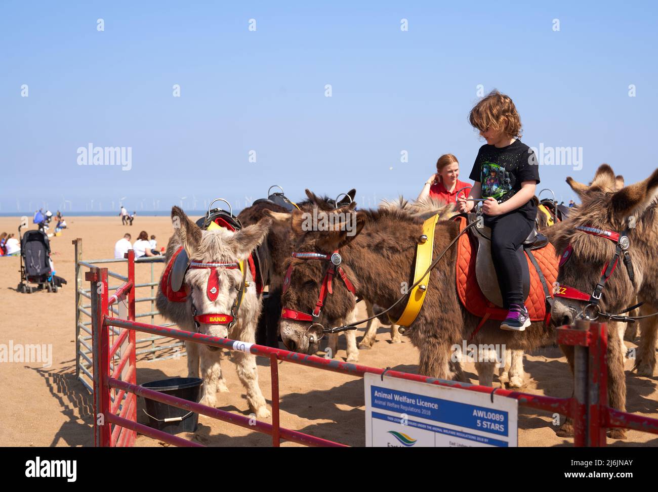 Skegness beach donkey hi-res stock photography and images - Alamy