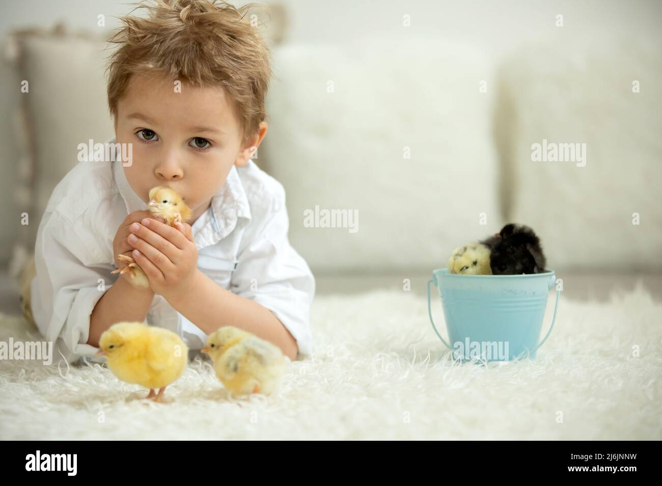 Cute child at home with little newborn chicks, enjoying, cute kid and ...